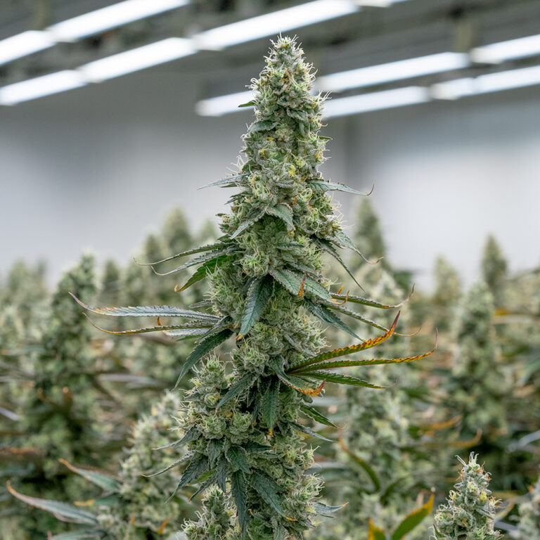 Melonade Strain - Weed Strains, Hybrid & Gorilla Glue Strain